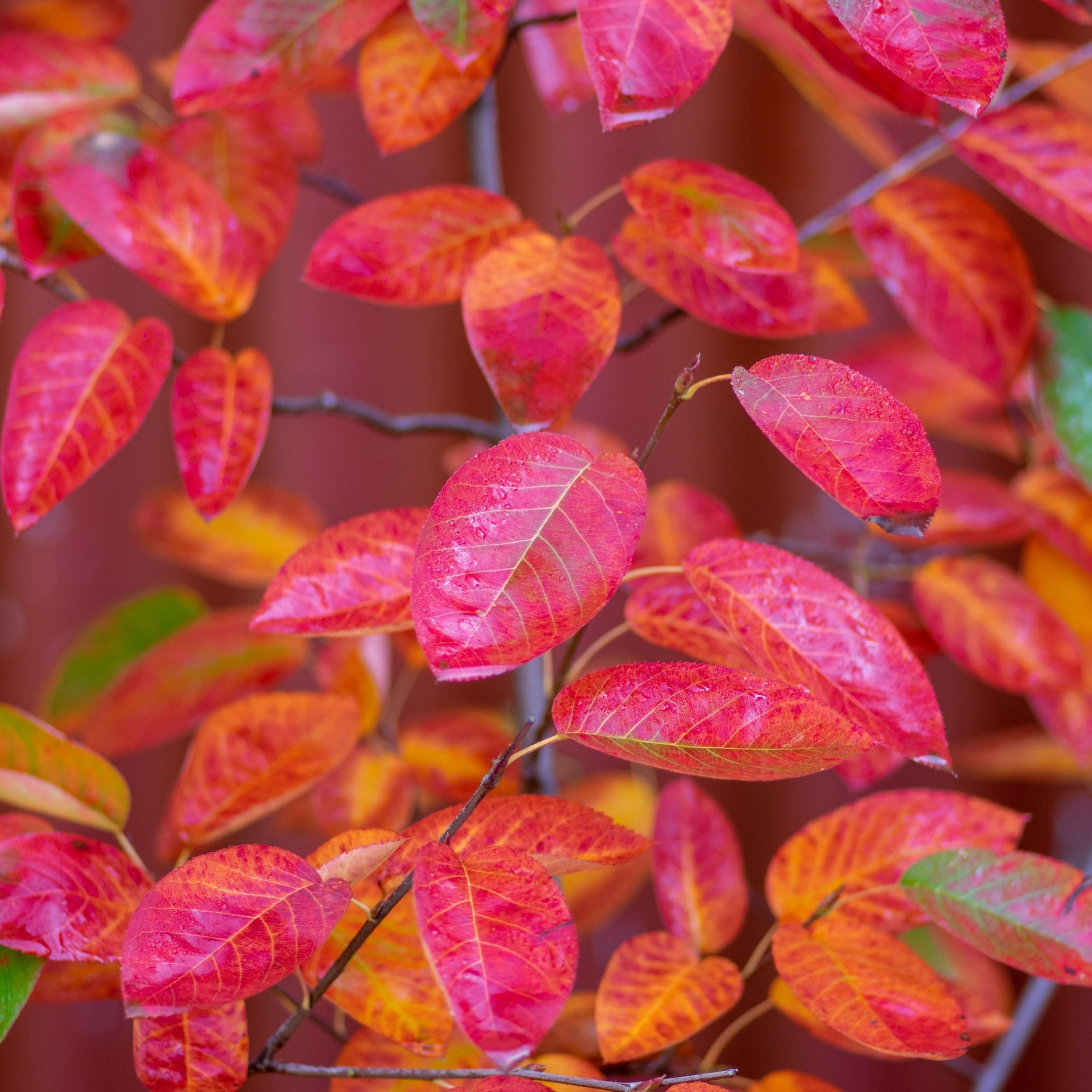 The Amelanchier Guide – Plant Detectives