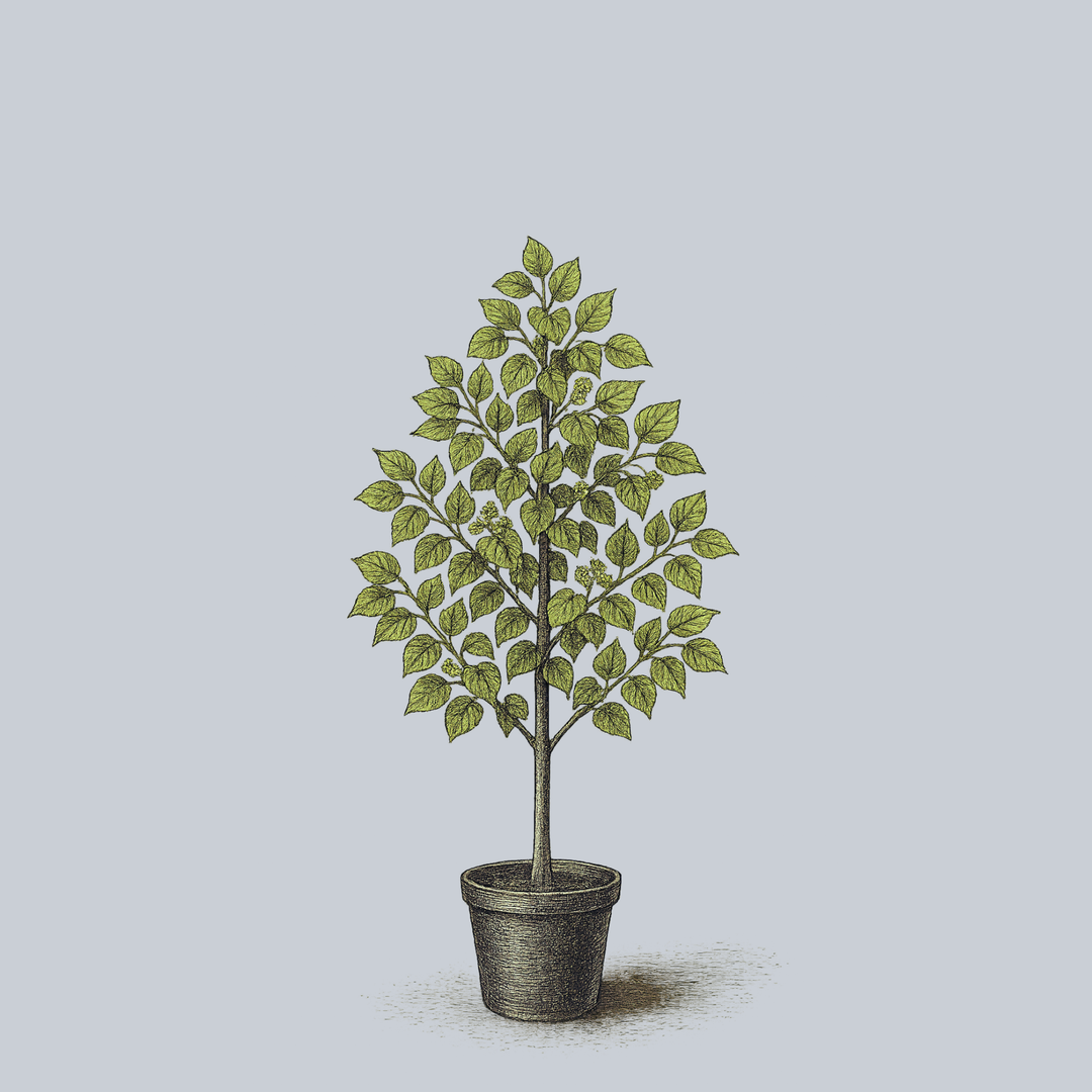 The Linden Guide – Plant Detectives