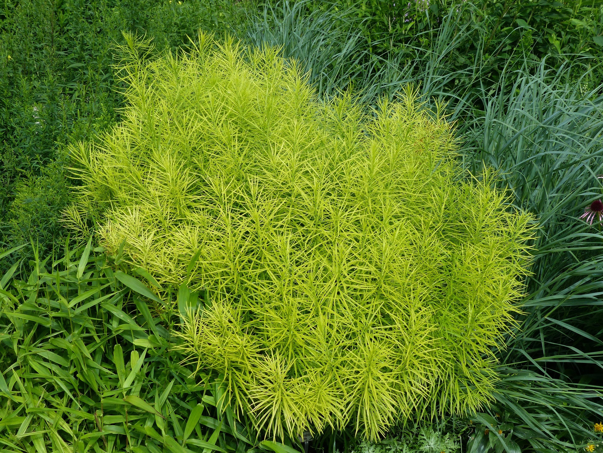 The Amsonia Guide – Plant Detectives