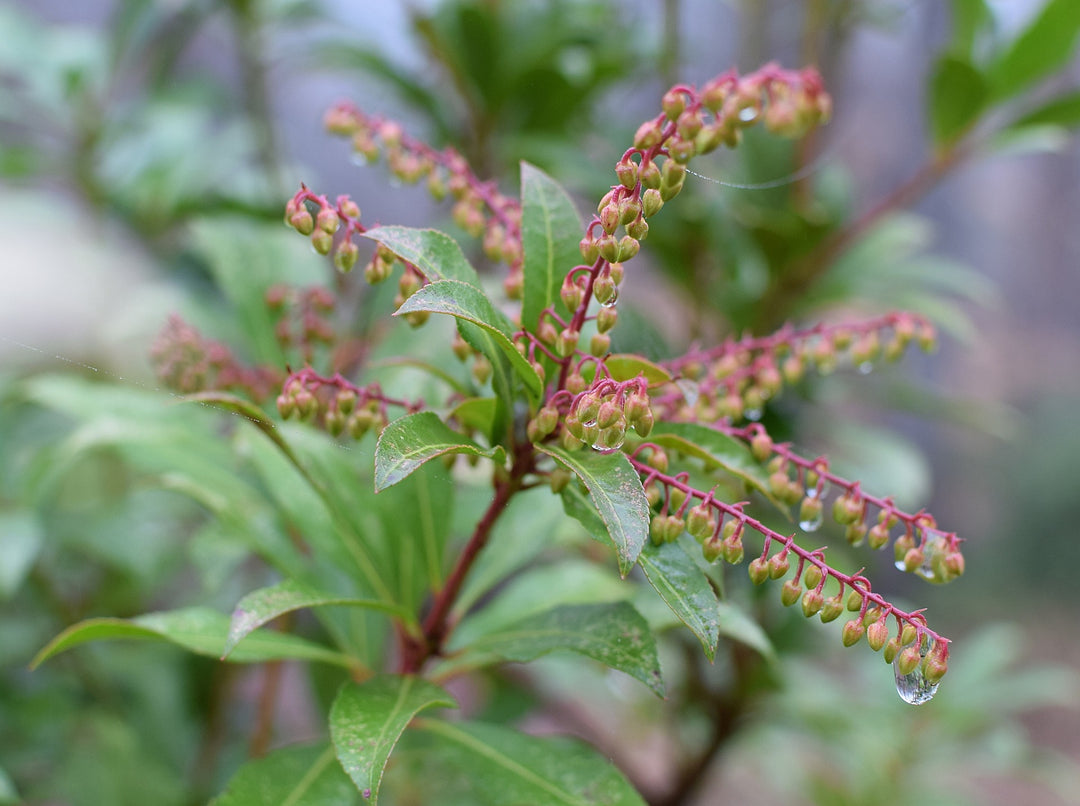 The Pieris Guide – Plant Detectives