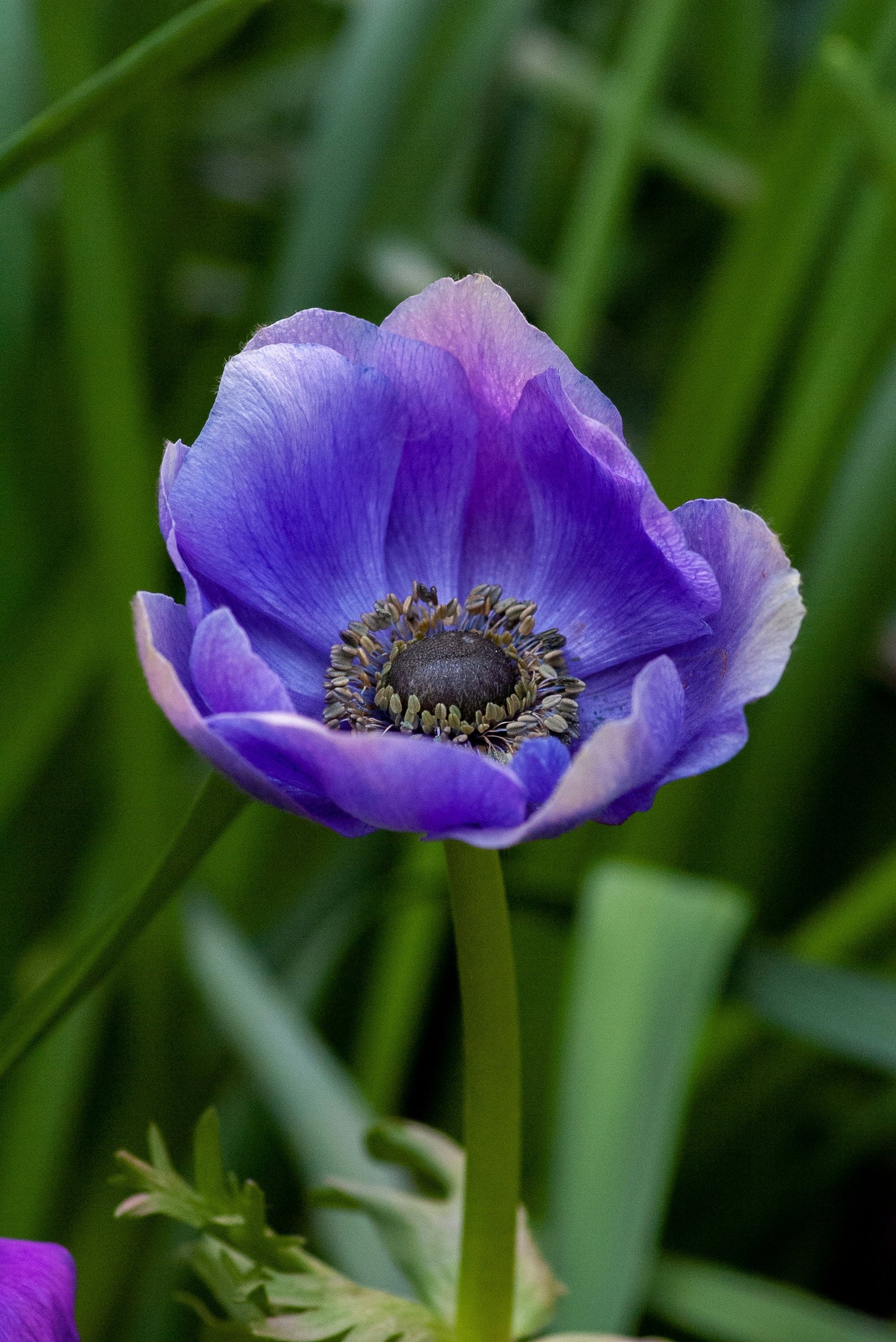 The Anemone Guide – Plant Detectives