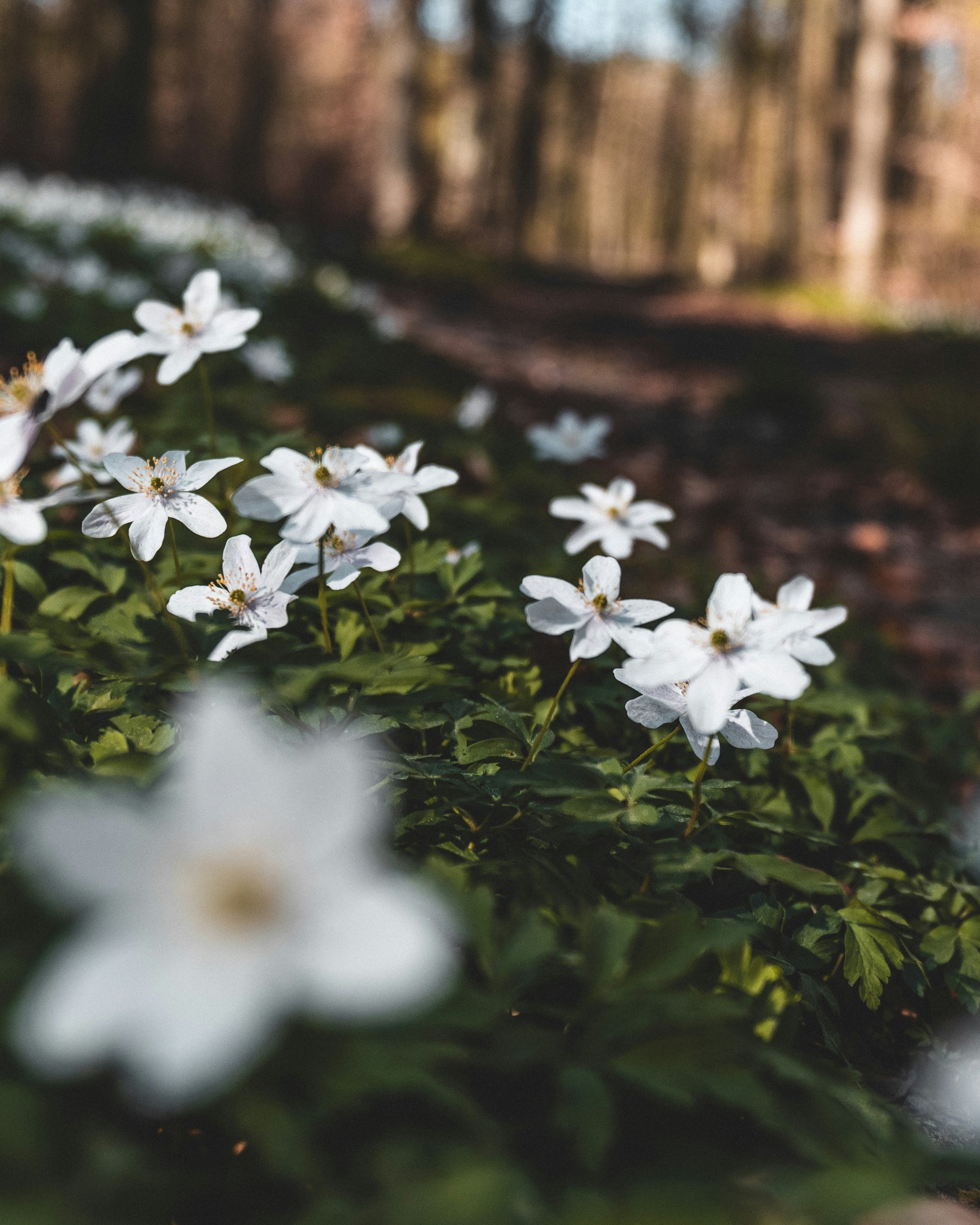 The Anemone Guide – Plant Detectives
