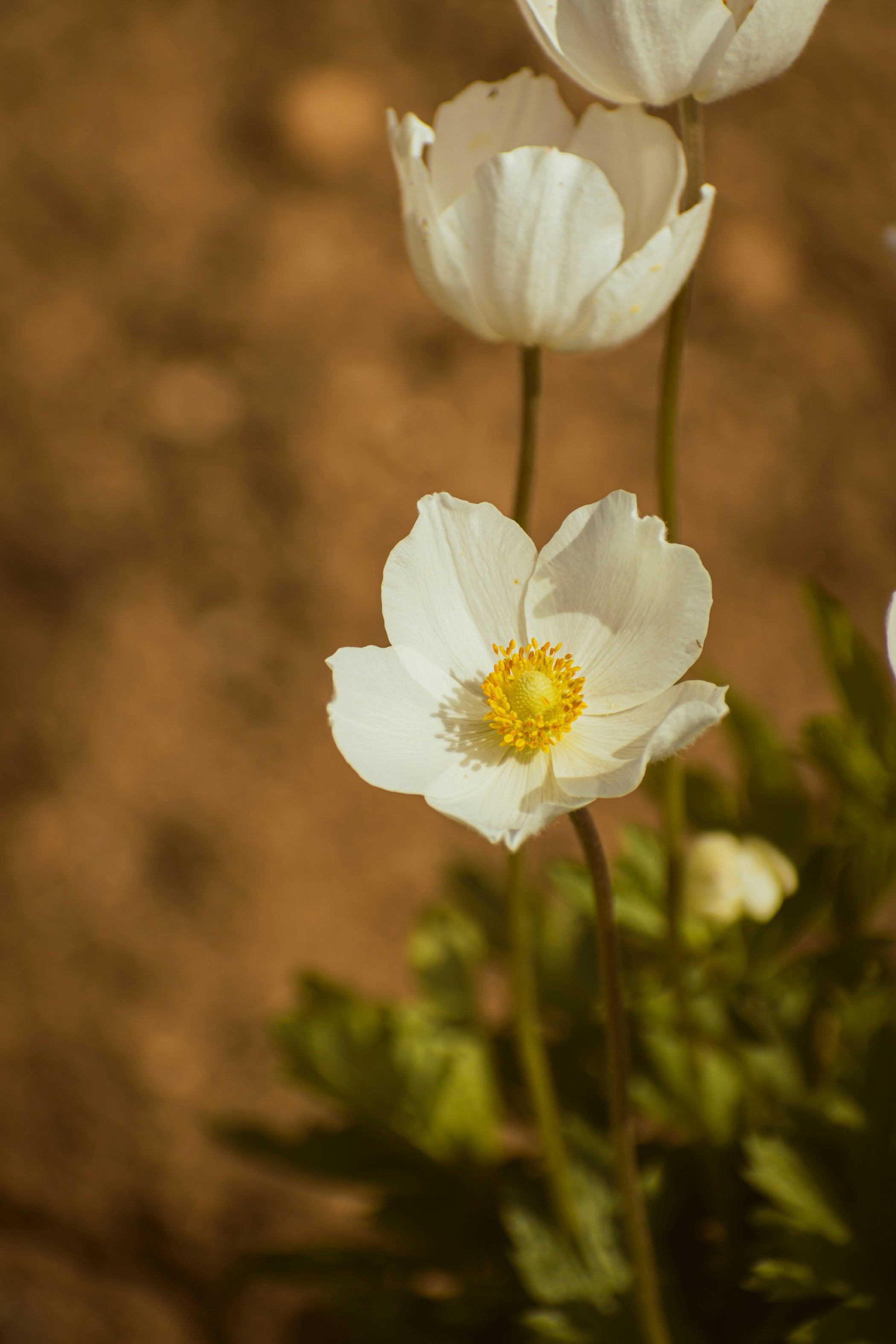 The Anemone Guide – Plant Detectives