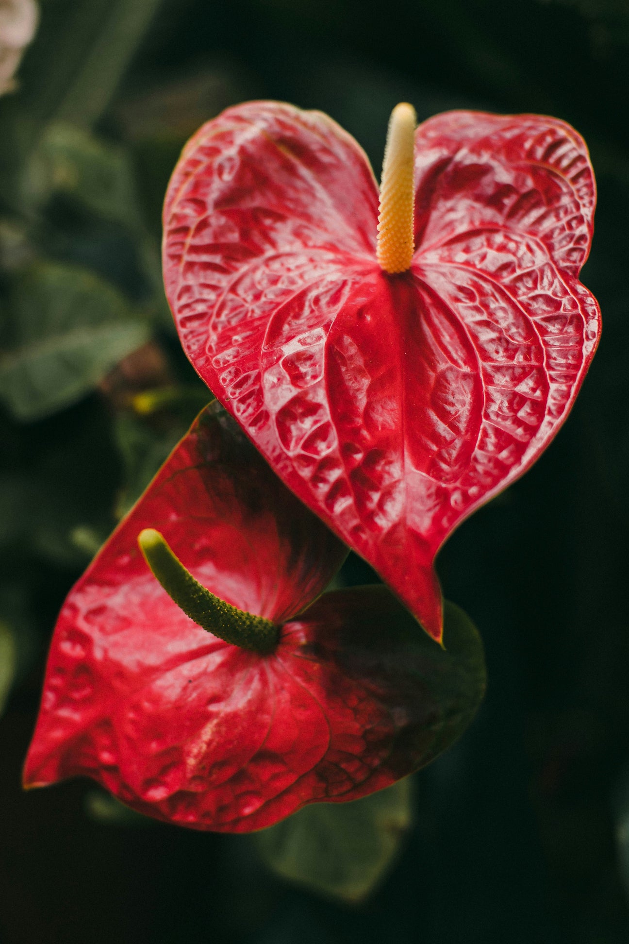 The Anthurium Guide – Plant Detectives