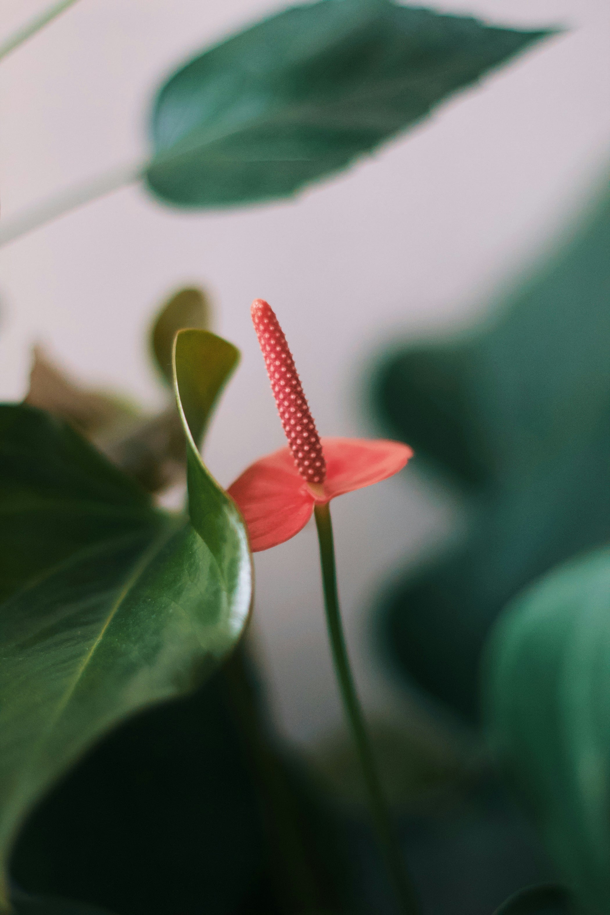 The Anthurium Guide – Plant Detectives