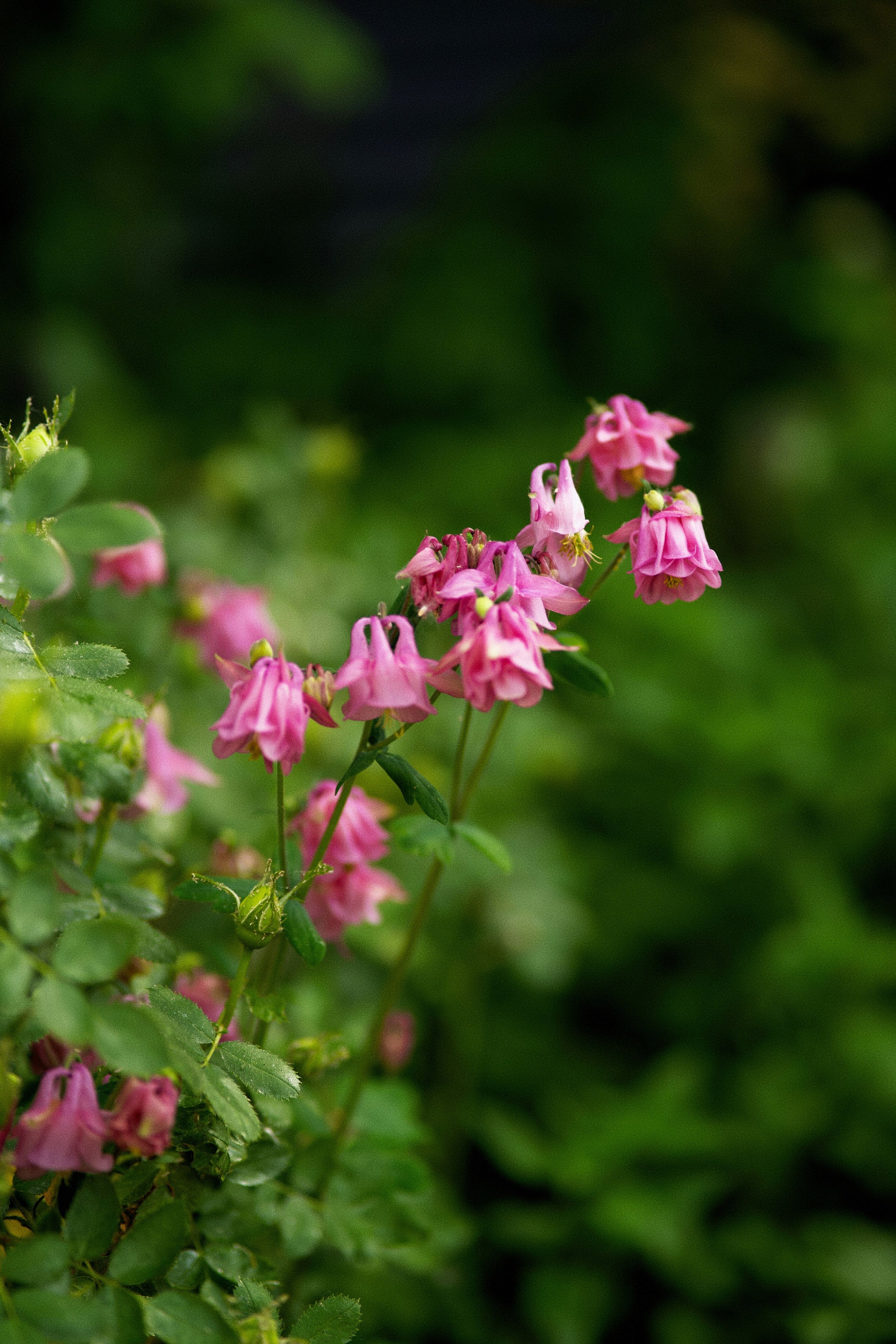 The Aquilegia Guide – Plant Detectives