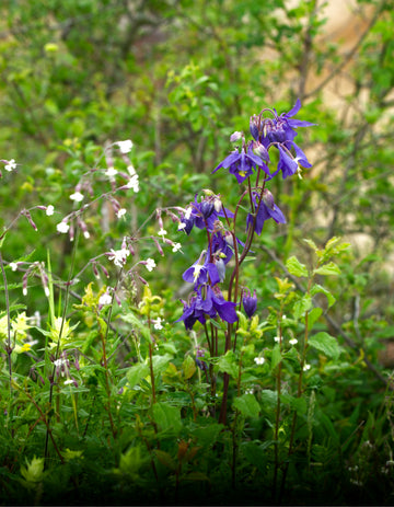 The Aquilegia Guide – Plant Detectives