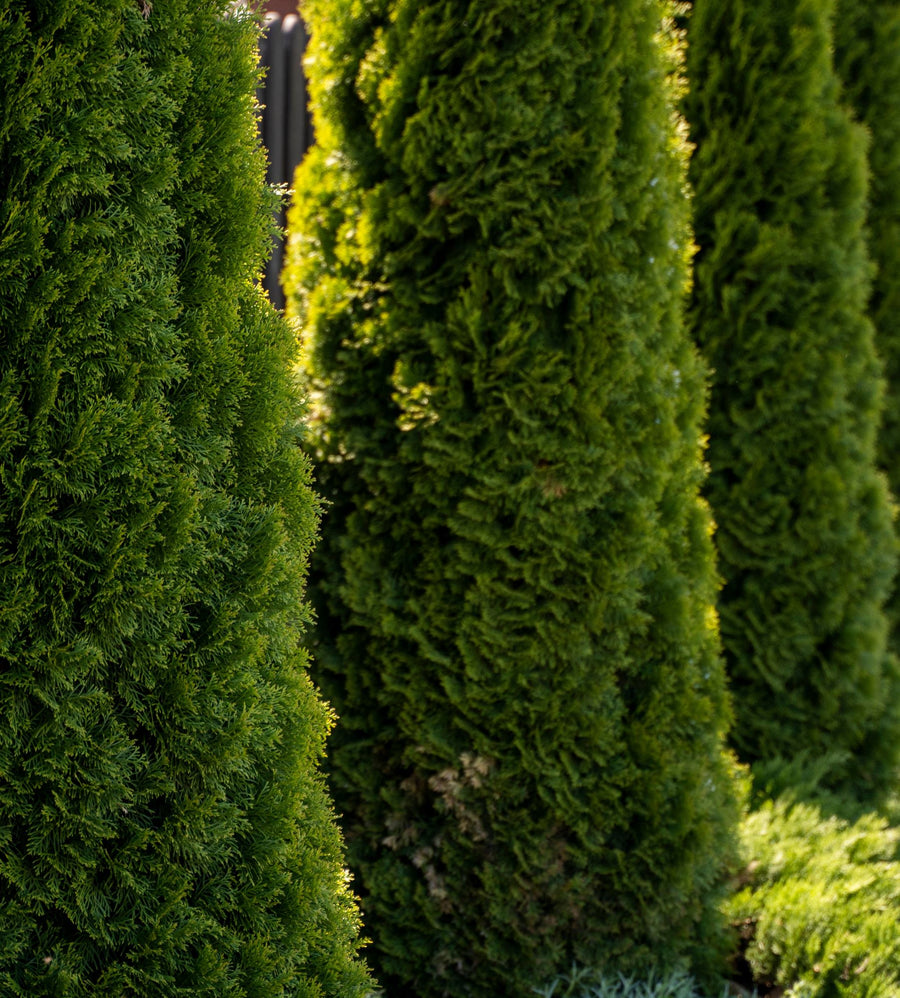The Arborvitae Guide – Plant Detectives