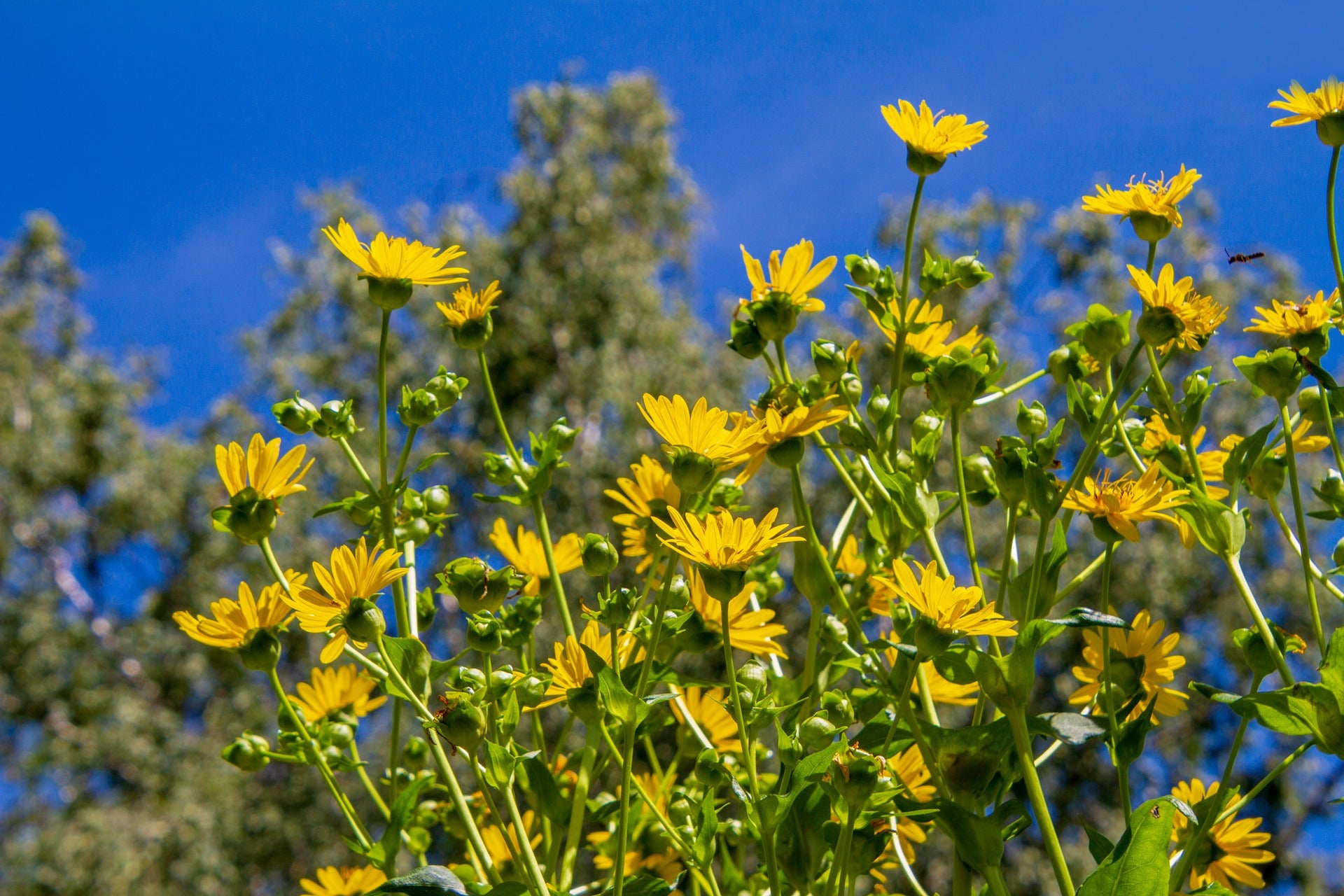 The Aster Guide – Plant Detectives