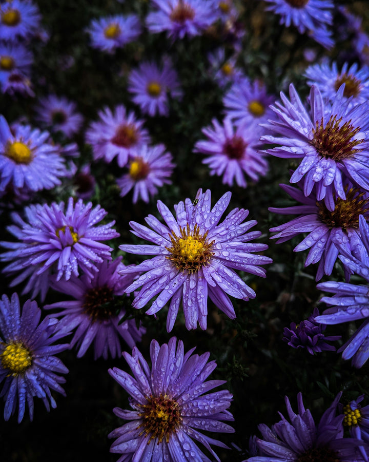 The Aster Guide – Plant Detectives