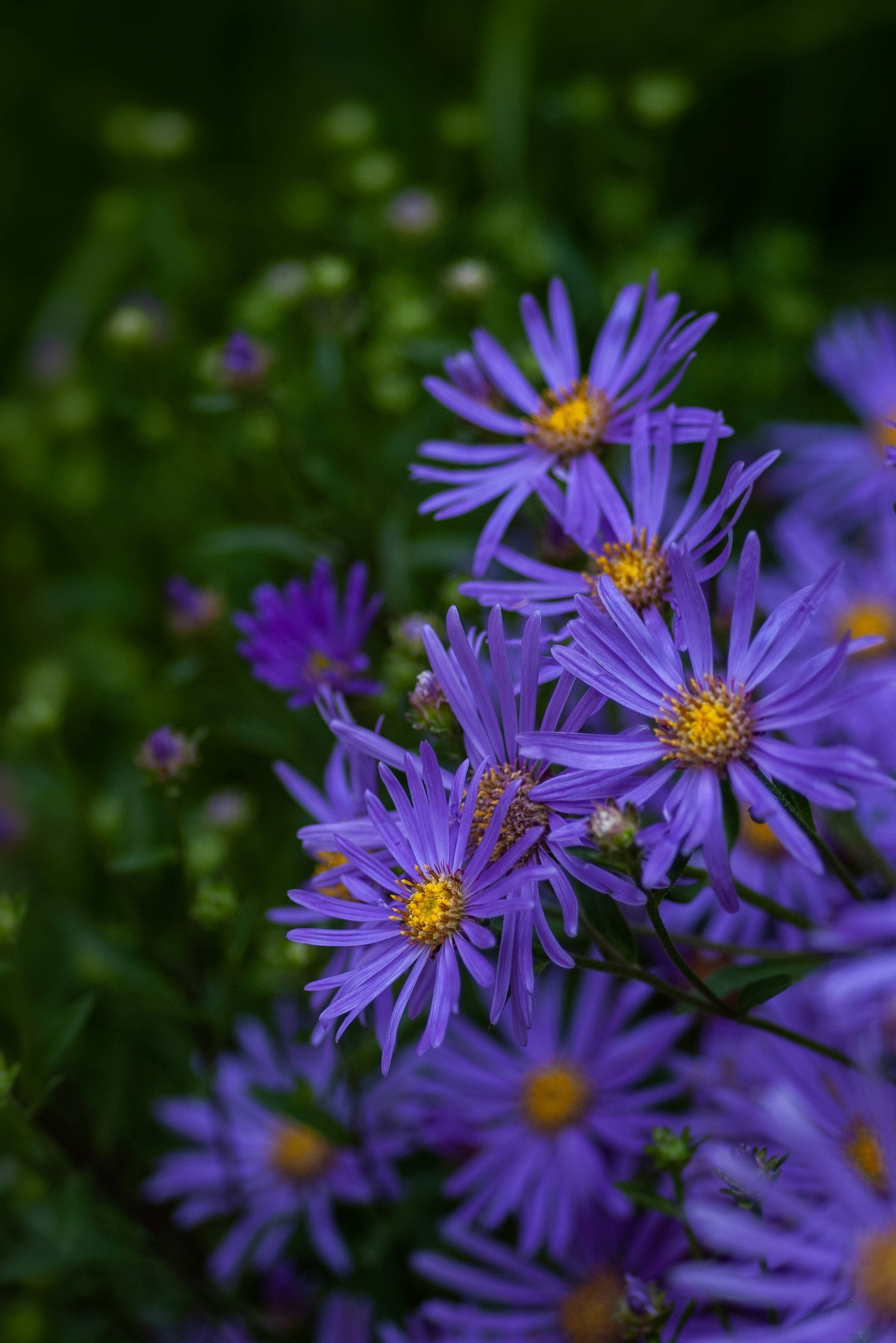 The Aster Guide – Plant Detectives