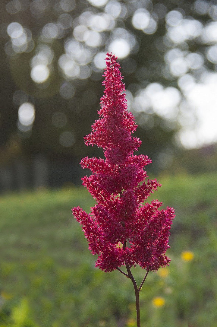 The Astilbe Guide – Plant Detectives