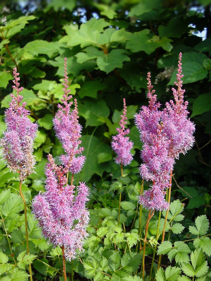 The Astilbe Guide – Plant Detectives