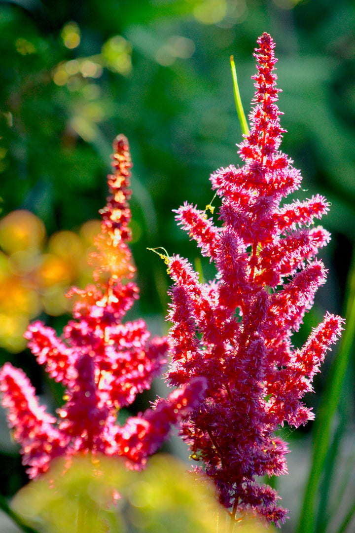 The Astilbe Guide – Plant Detectives
