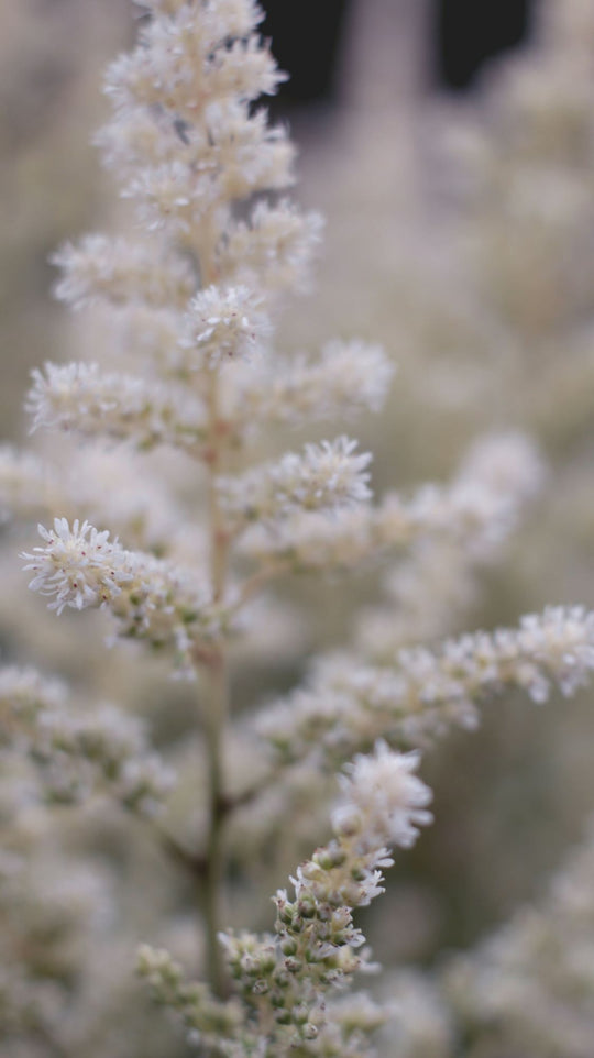 The Astilbe Guide – Plant Detectives