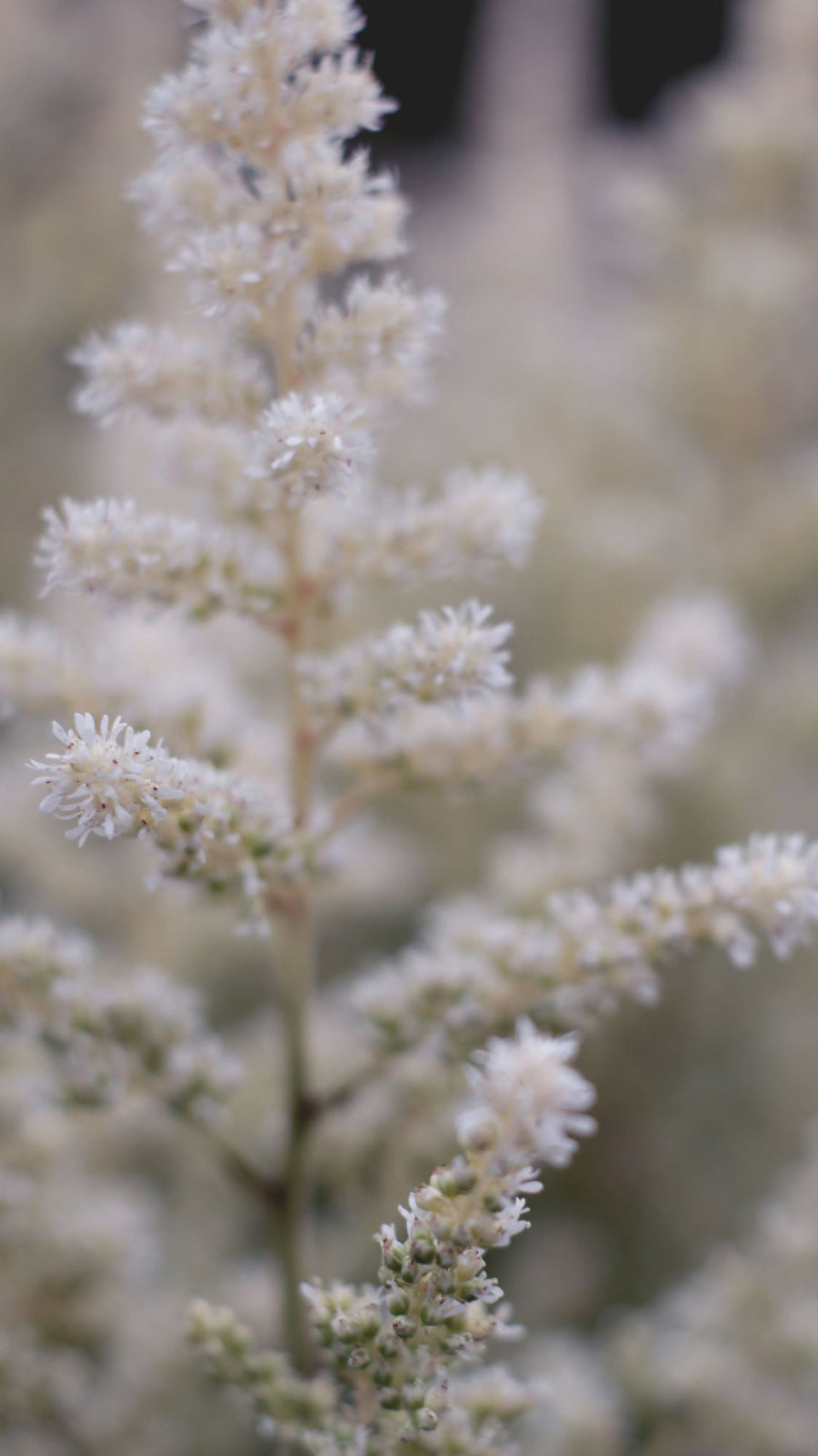 The Astilbe Guide – Plant Detectives