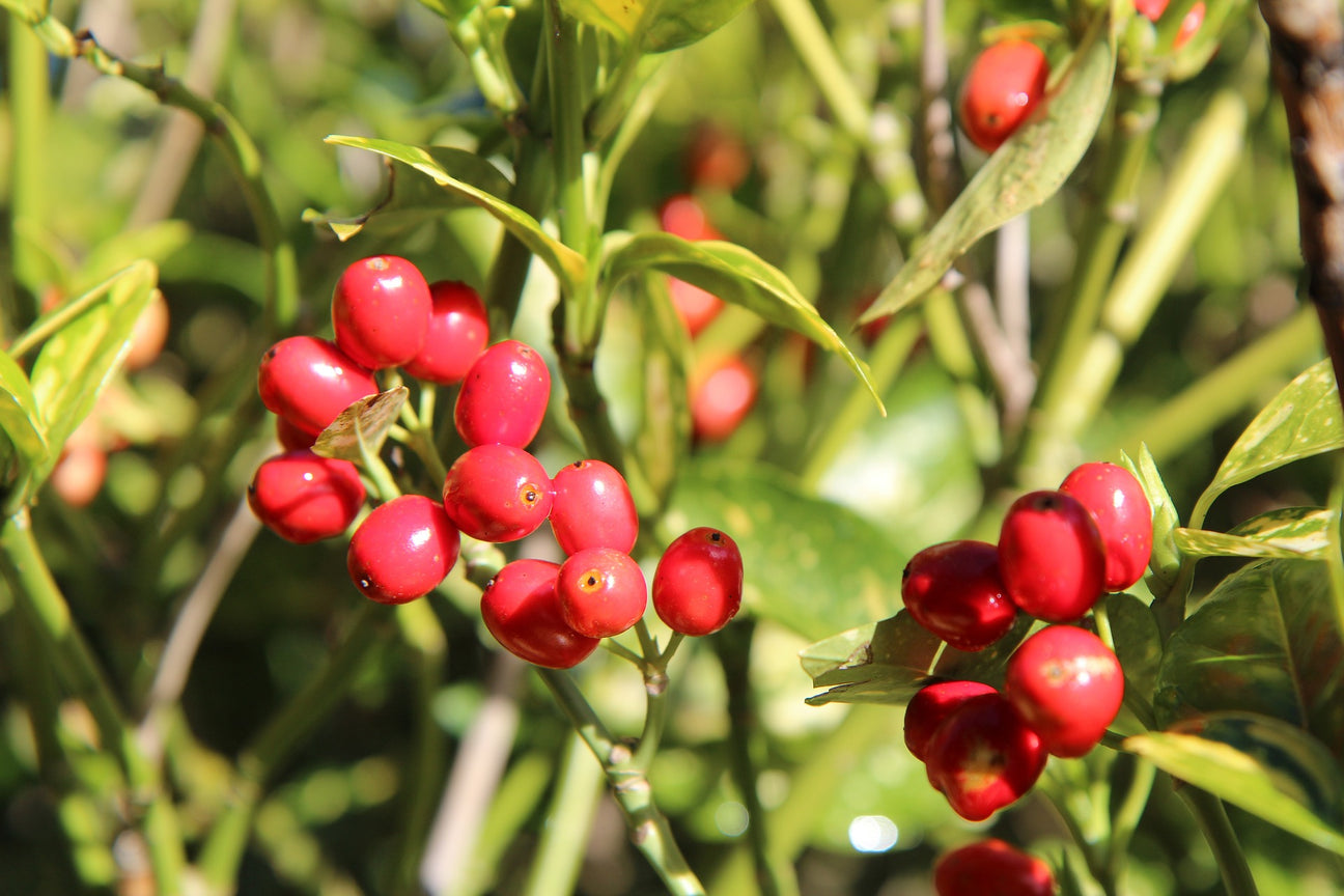 The Aucuba Guide – Plant Detectives