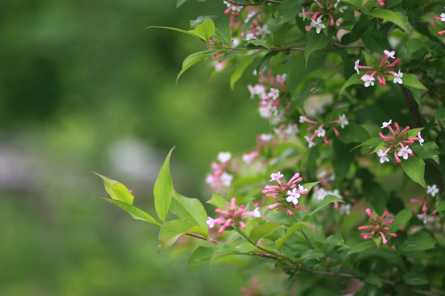 The Abelia Guide – Plant Detectives