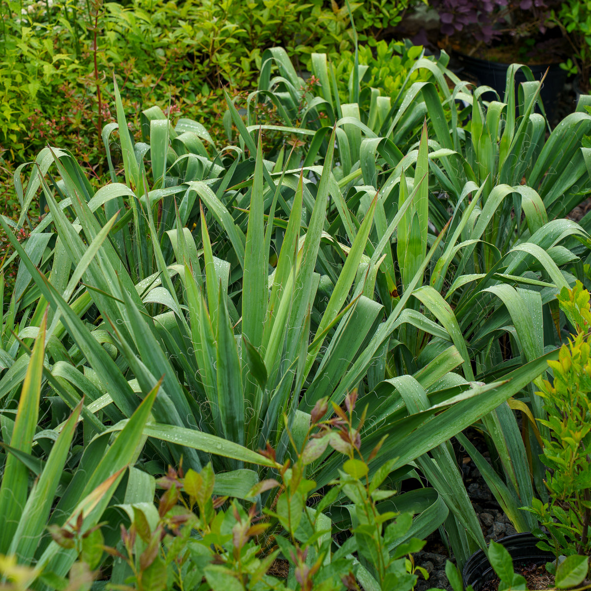 Adam's Needle – Plant Detectives