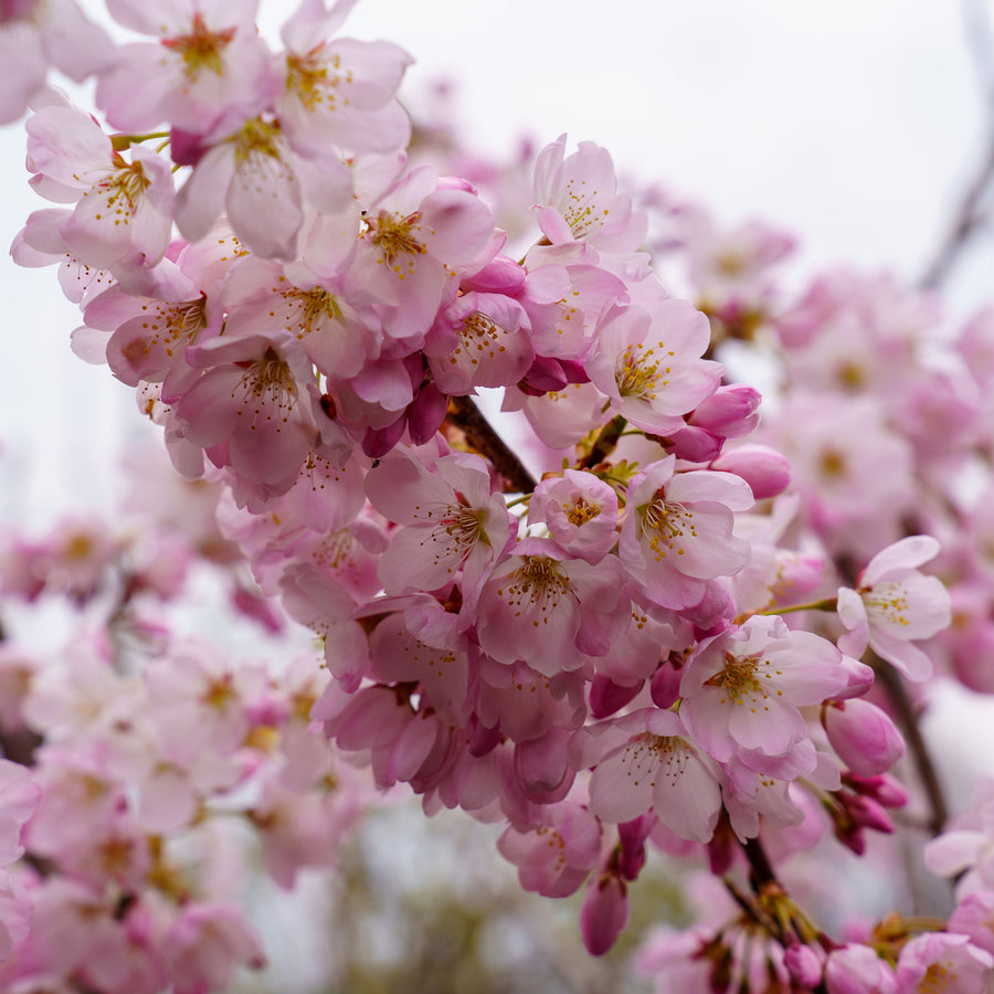 The Flowering Cherry Guide – Plant Detectives