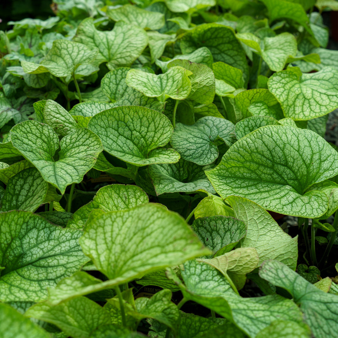 The Brunnera Guide – Plant Detectives