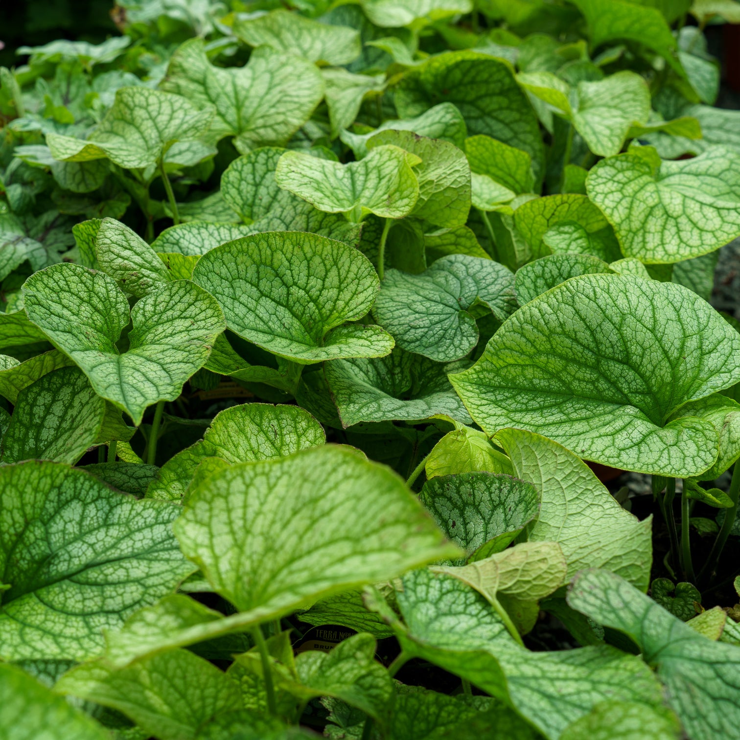 The Brunnera Guide – Plant Detectives
