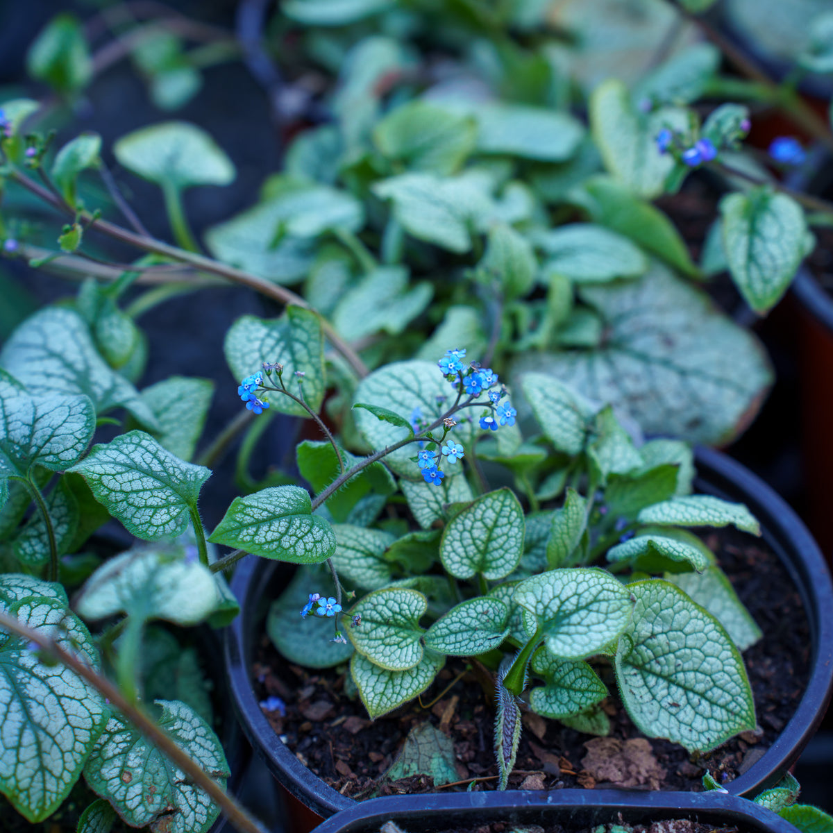 Alexandria Brunnera – Plant Detectives