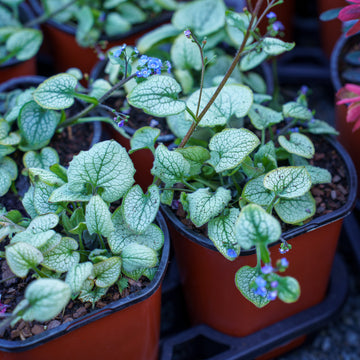 The Brunnera Guide – Plant Detectives
