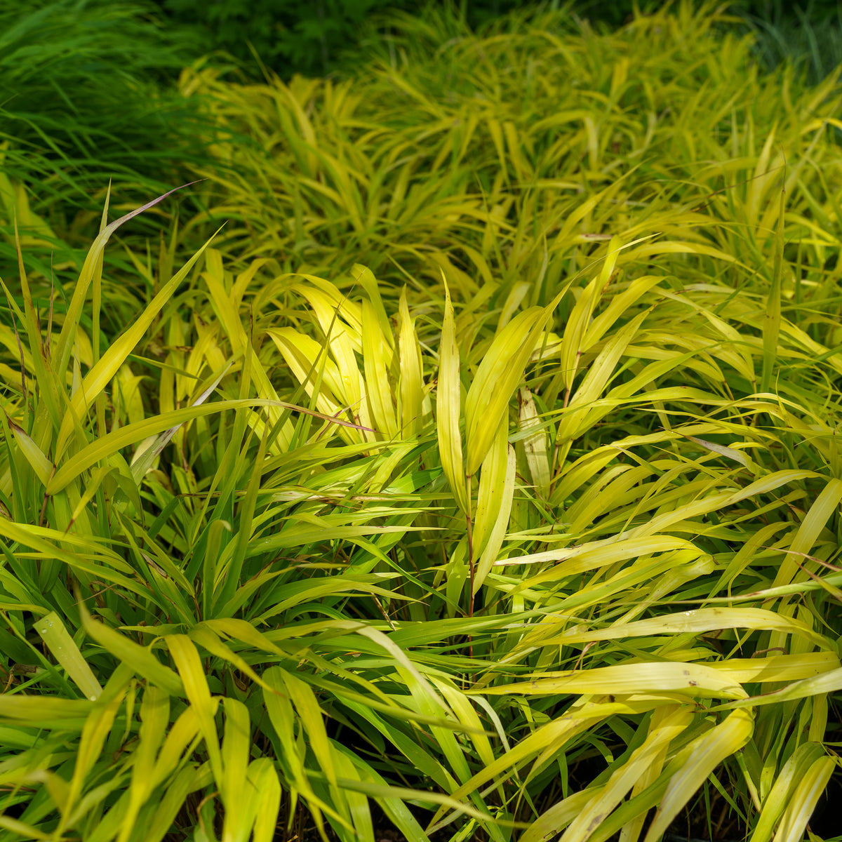 All Gold Japanese Forest Grass – Plant Detectives