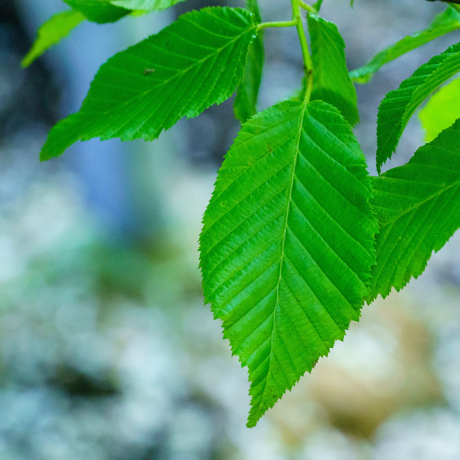 The Hornbeam Guide – Plant Detectives