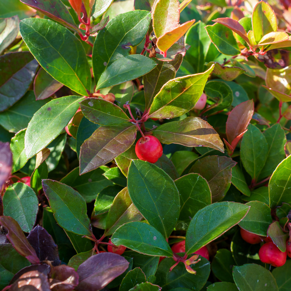 American Wintergreen – Plant Detectives