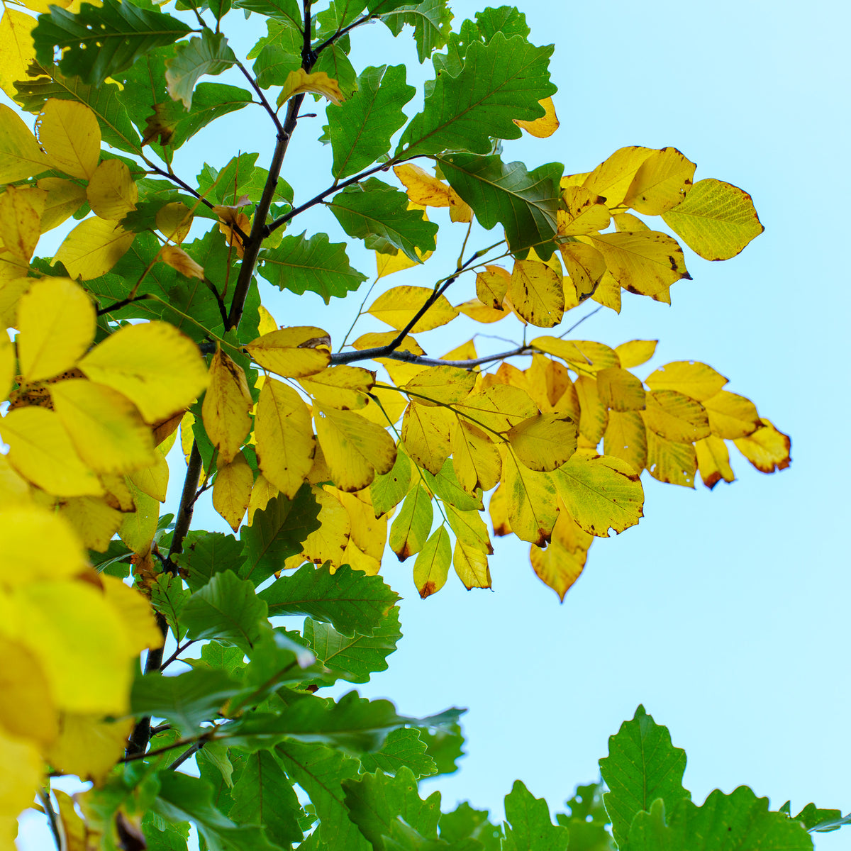 American Yellowwood Tree Flowering Tree Yellowwood Cladrastis