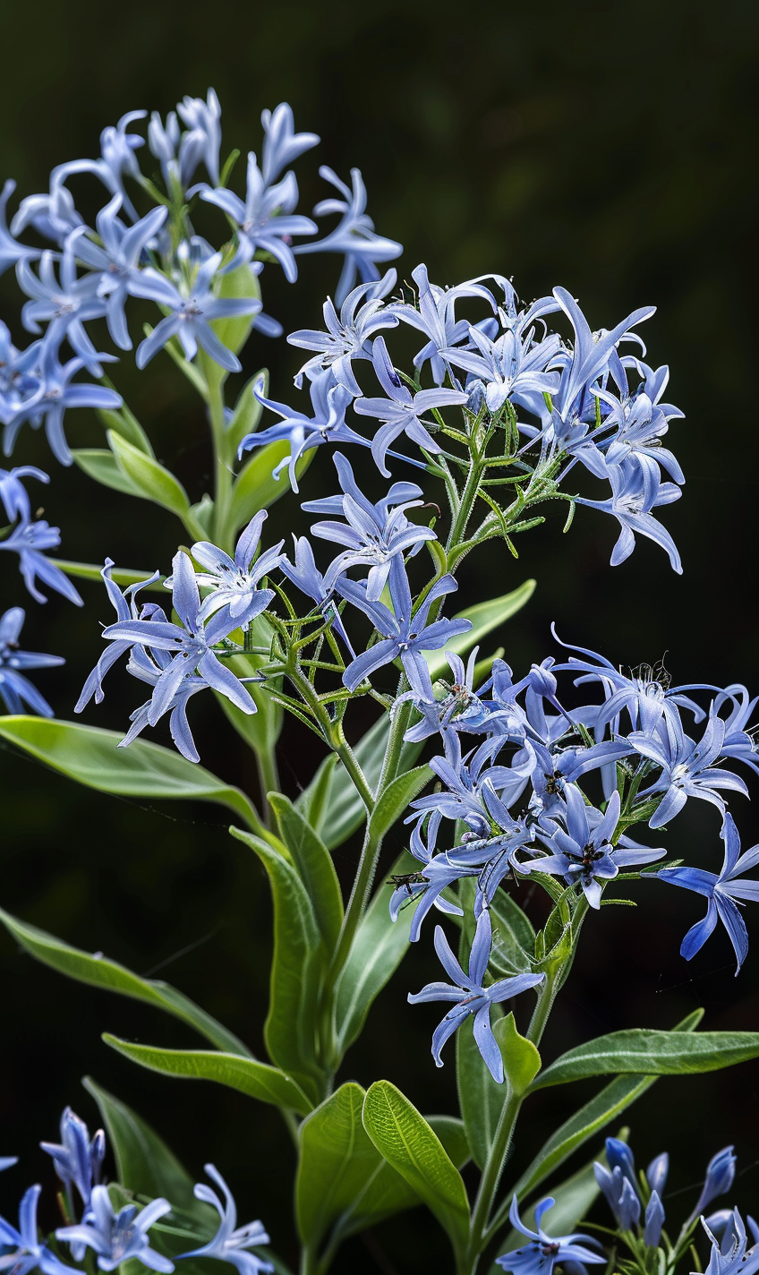 The Amsonia Guide – Plant Detectives