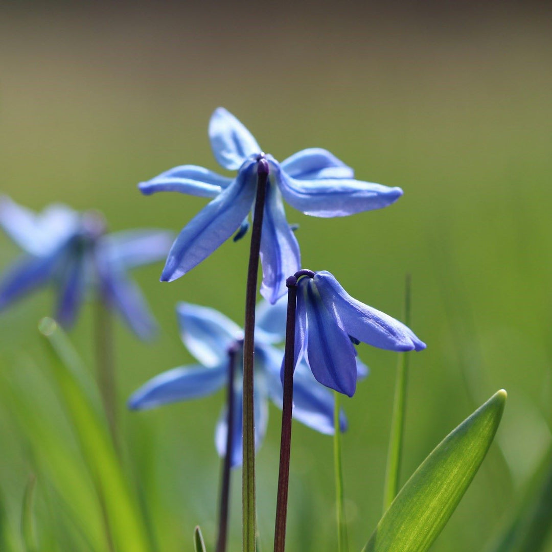 The Amsonia Guide – Plant Detectives