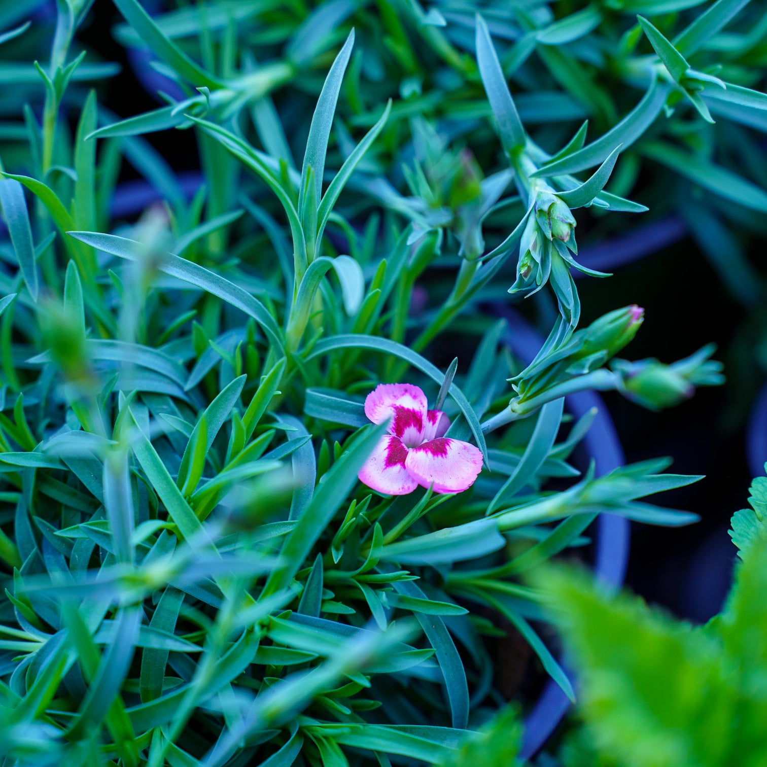 The Dianthus Guide – Plant Detectives