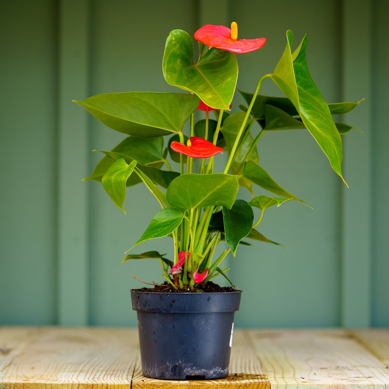 The Anthurium Guide – Plant Detectives