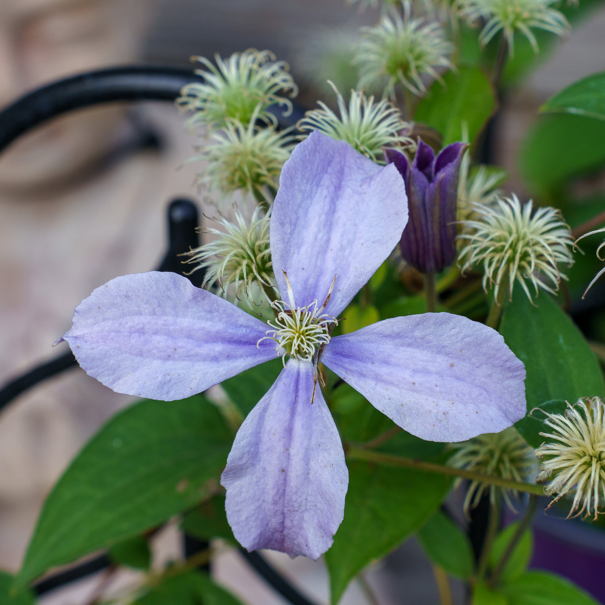Arabella Clematis – Plant Detectives