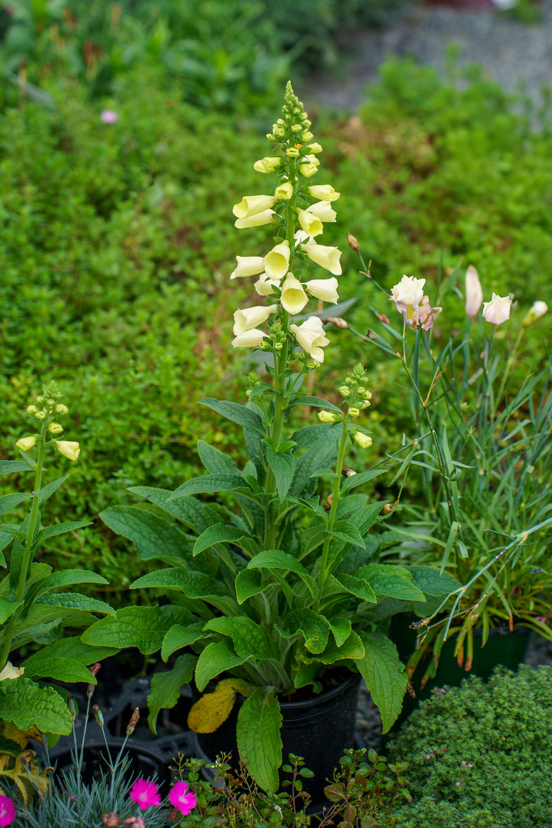 Arctic Fox Lemon Cream Foxglove – Plant Detectives