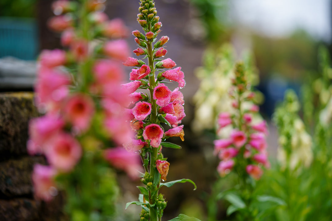 Arctic Fox Rose Foxglove – Plant Detectives