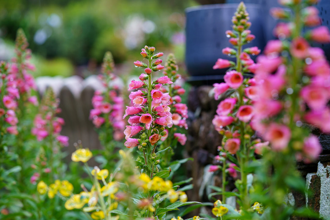 Arctic Fox Rose Foxglove – Plant Detectives