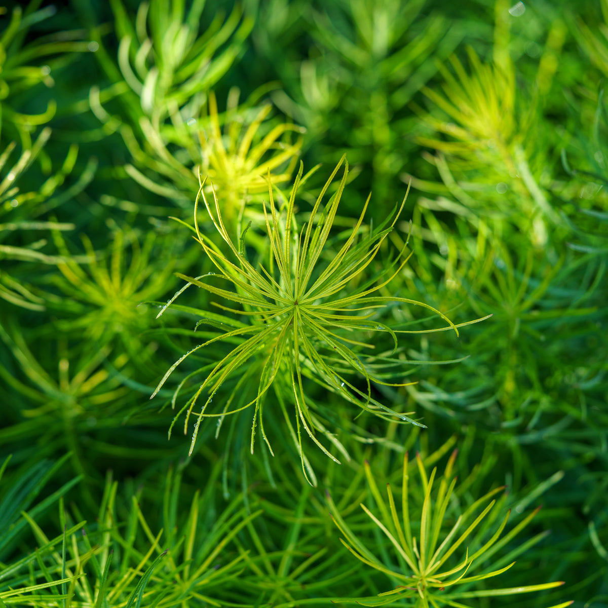 Threadleaf Bluestar – Plant Detectives