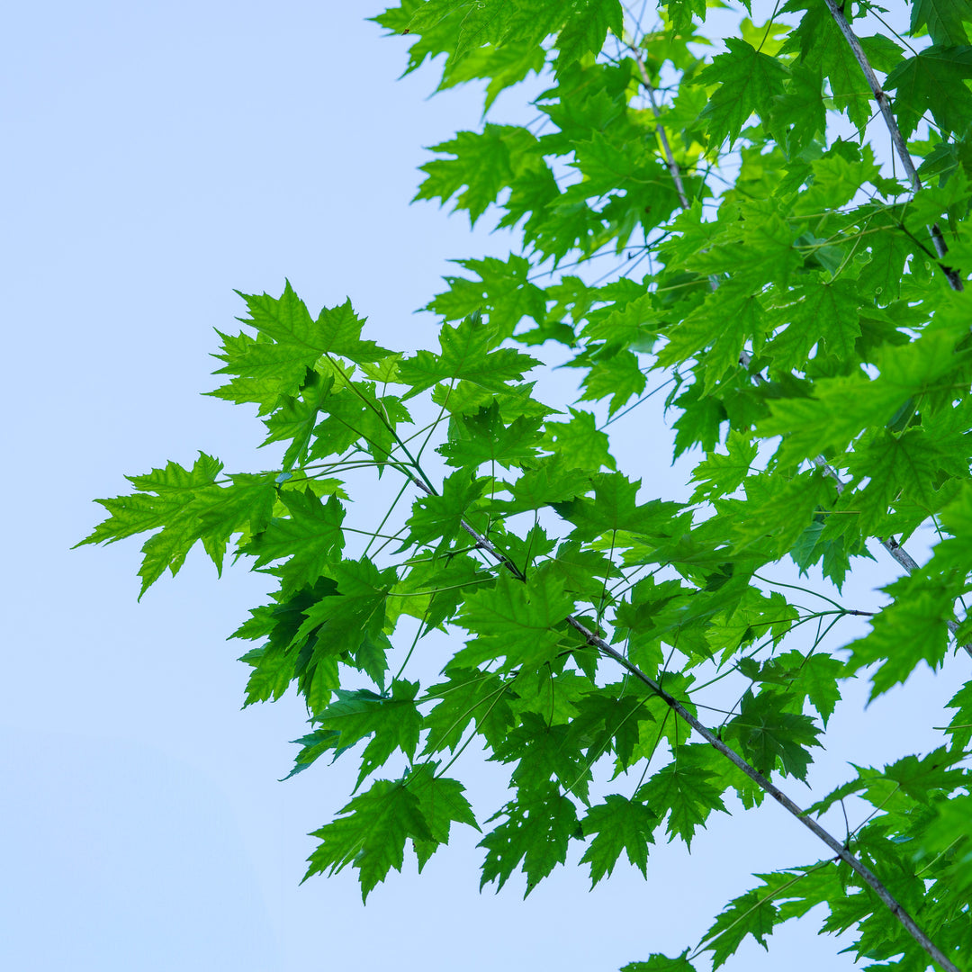 Maple – Plant Detectives