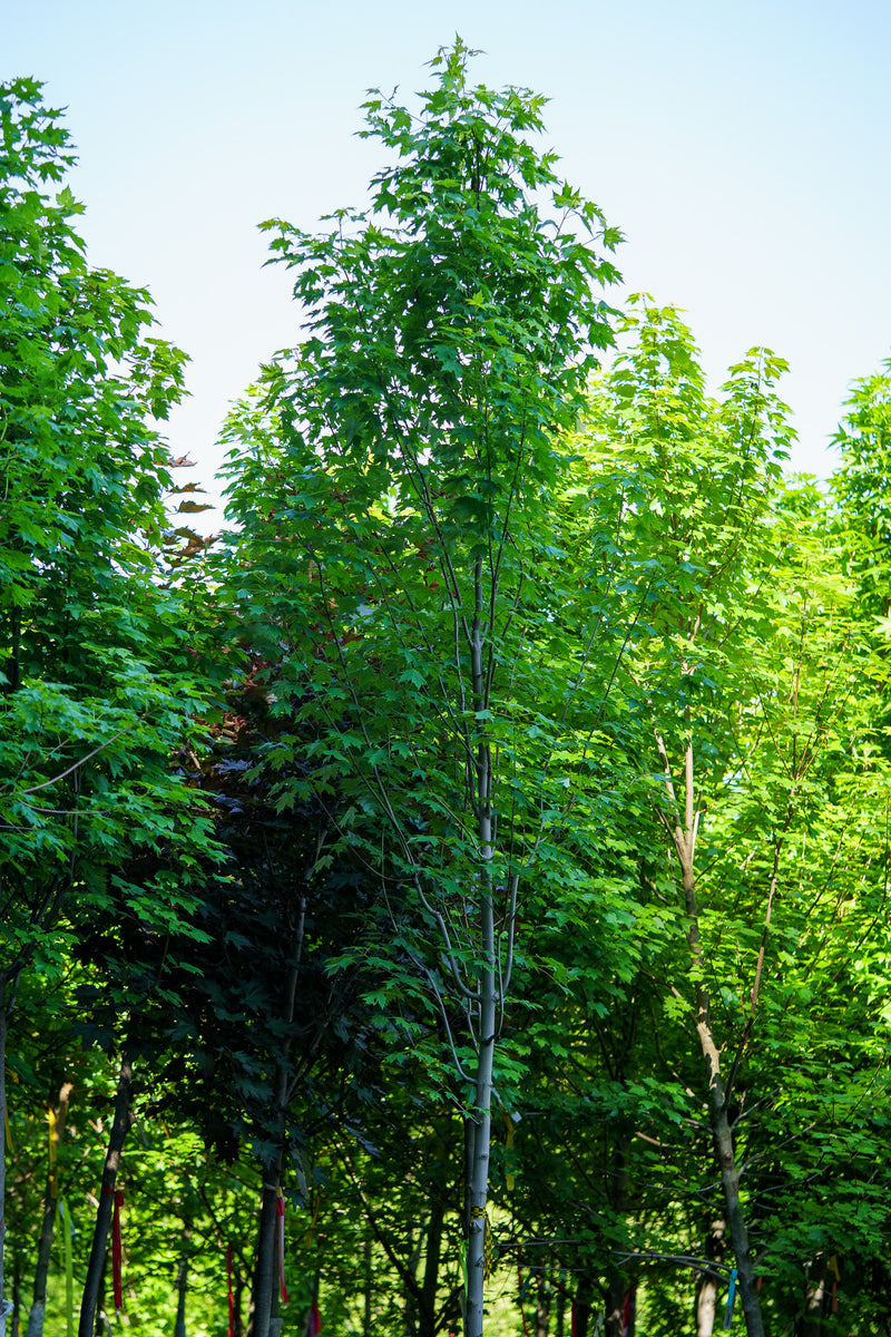 Armstrong Gold Red Maple – Plant Detectives