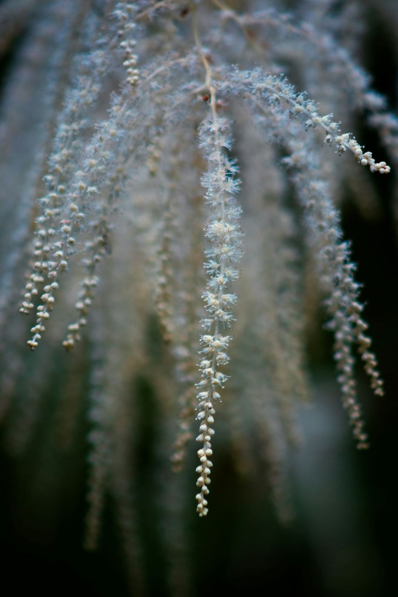 The Aruncus Guide – Plant Detectives