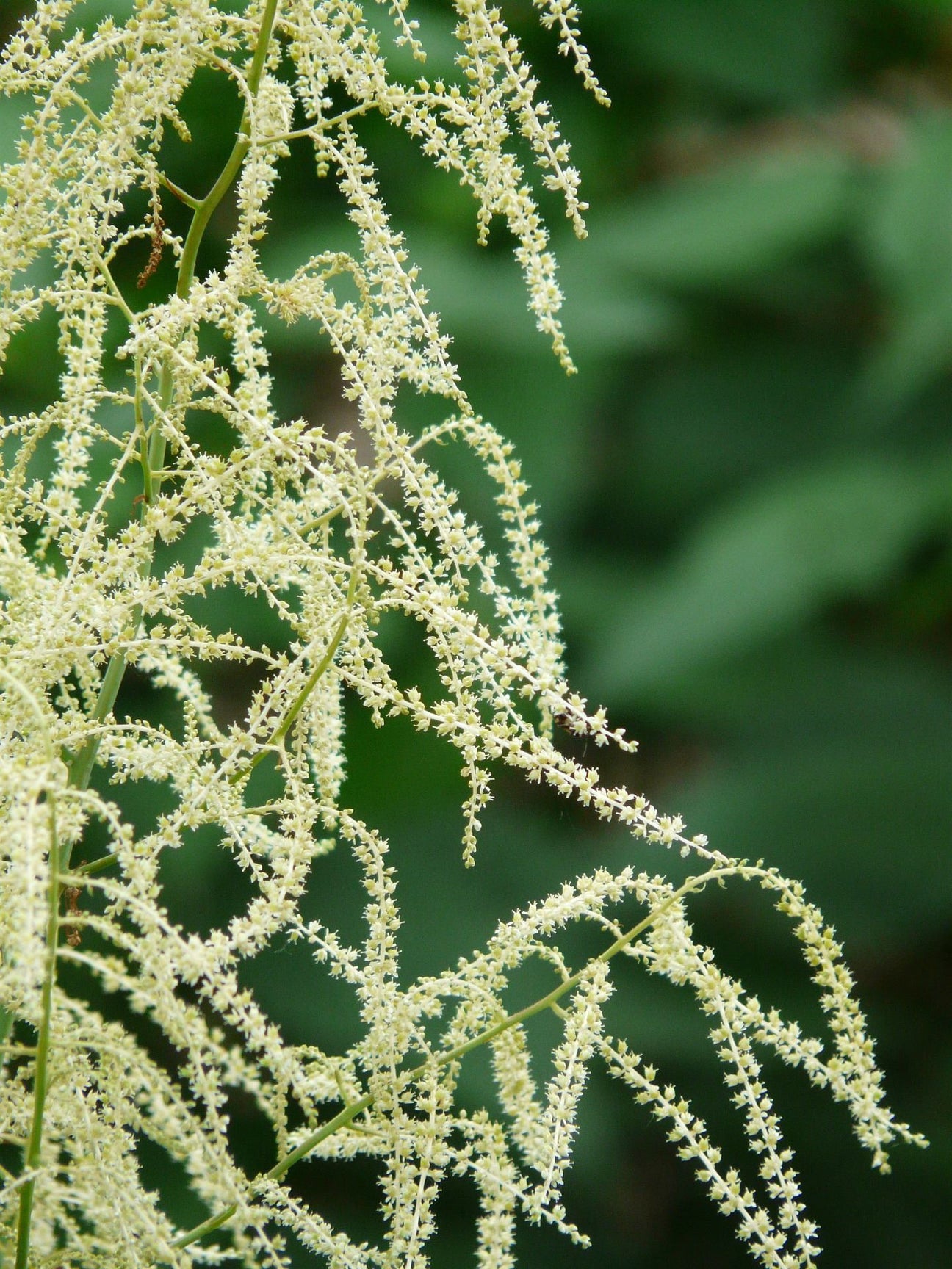 The Aruncus Guide – Plant Detectives