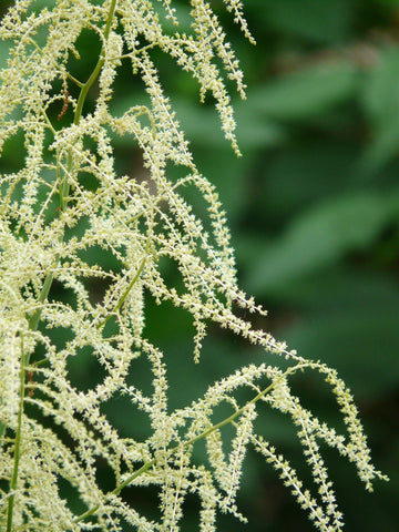 The Aruncus Guide – Plant Detectives