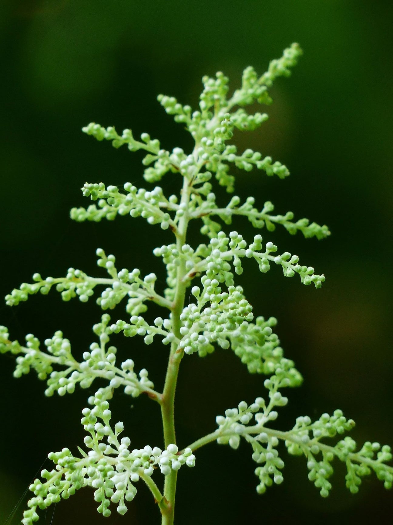 The Aruncus Guide – Plant Detectives
