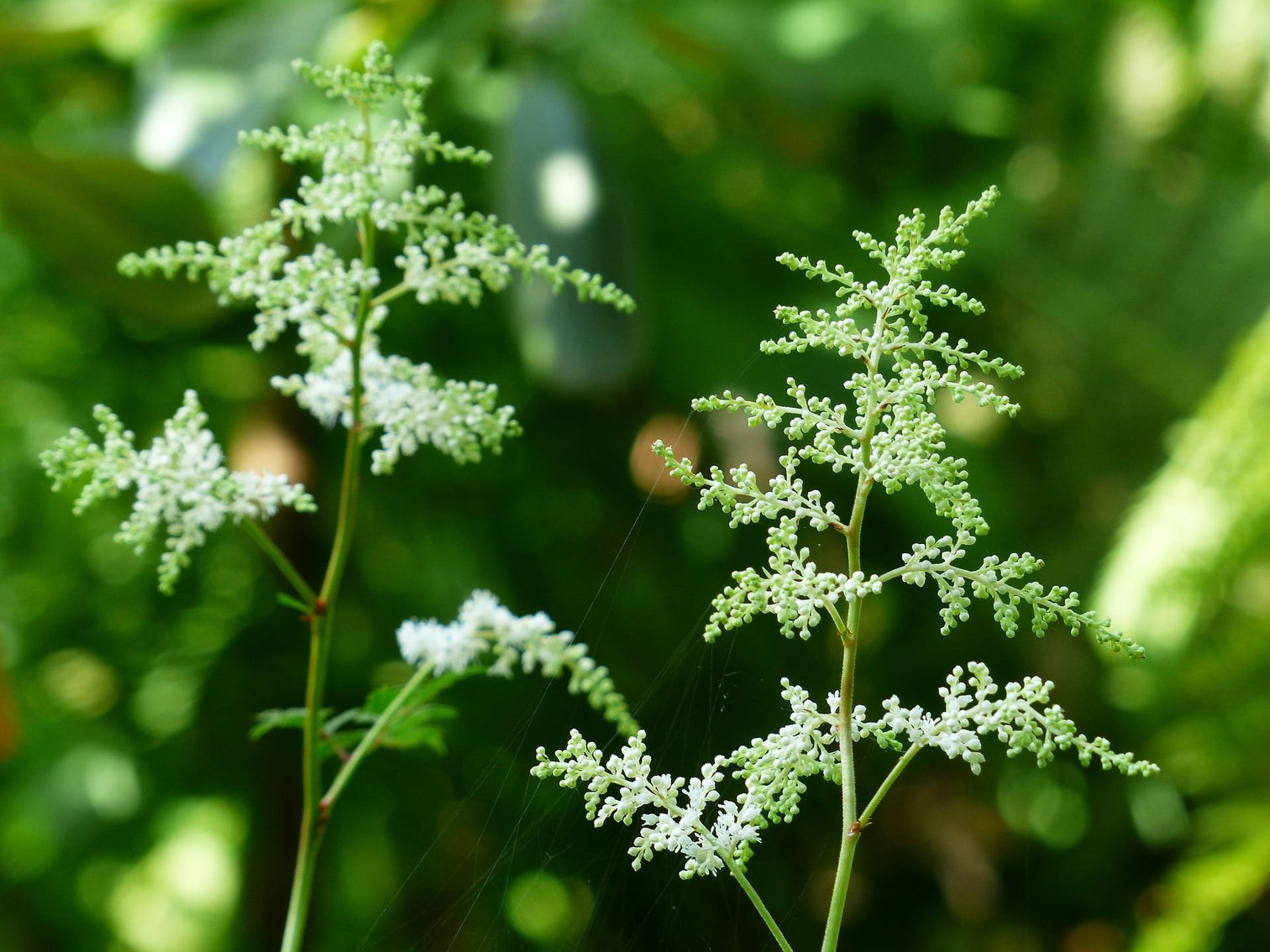 The Aruncus Guide – Plant Detectives