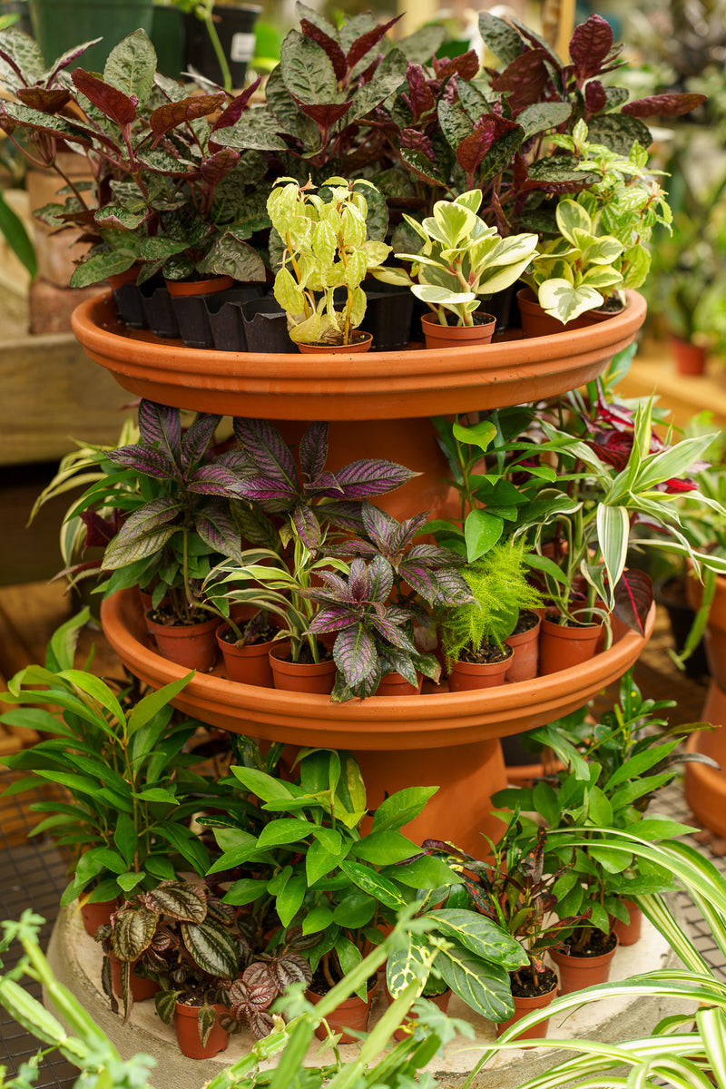 Assorted Foliage – Plant Detectives