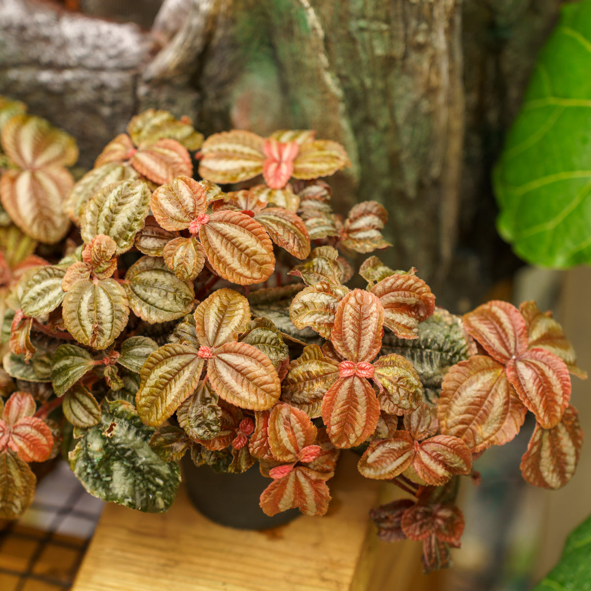 Assorted Pilea Varieties – Plant Detectives